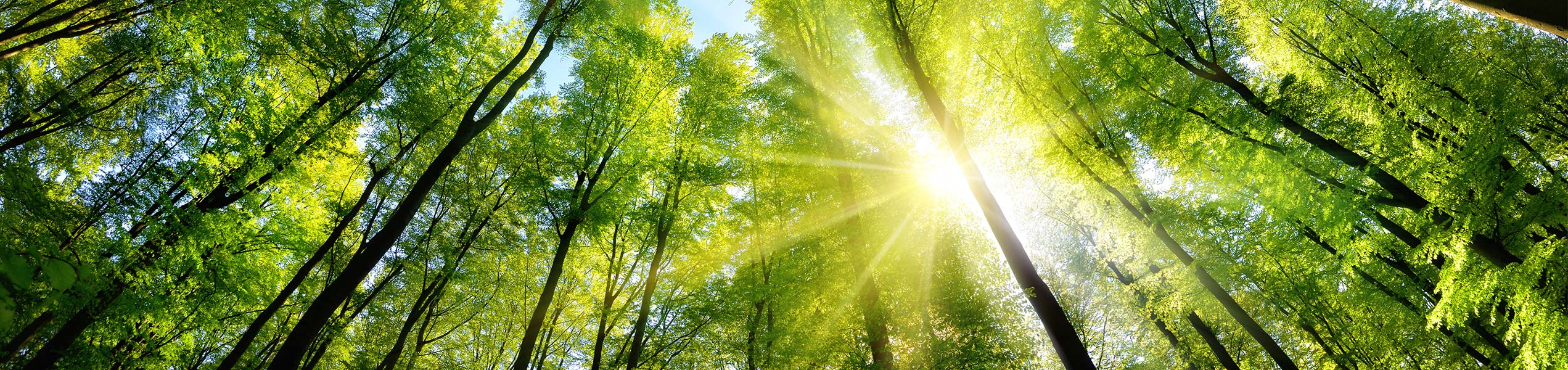 Über uns: Aufforstungprojekte | Wabool